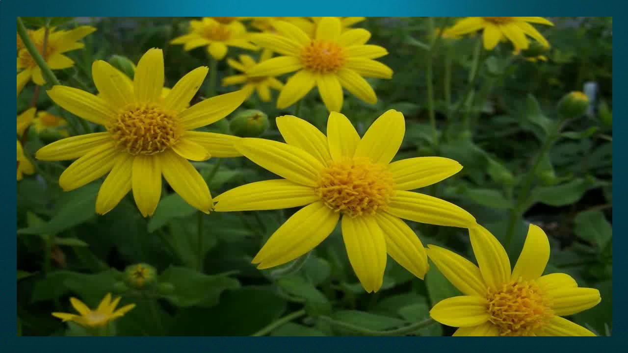 para que sirve el te de arnica tomada - lo bueno del arnica - YouTube