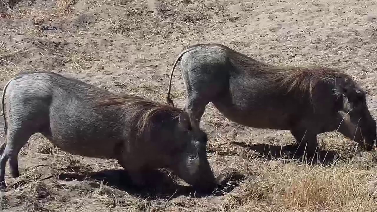Djuma: Warthogs-two adult females - 07/23/19 - YouTube