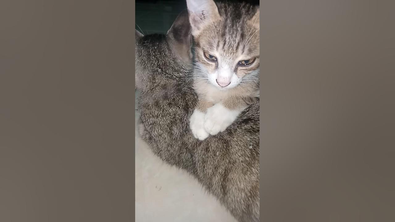 Momen Anak Kucing Kangen Ibuknya #shorts - YouTube