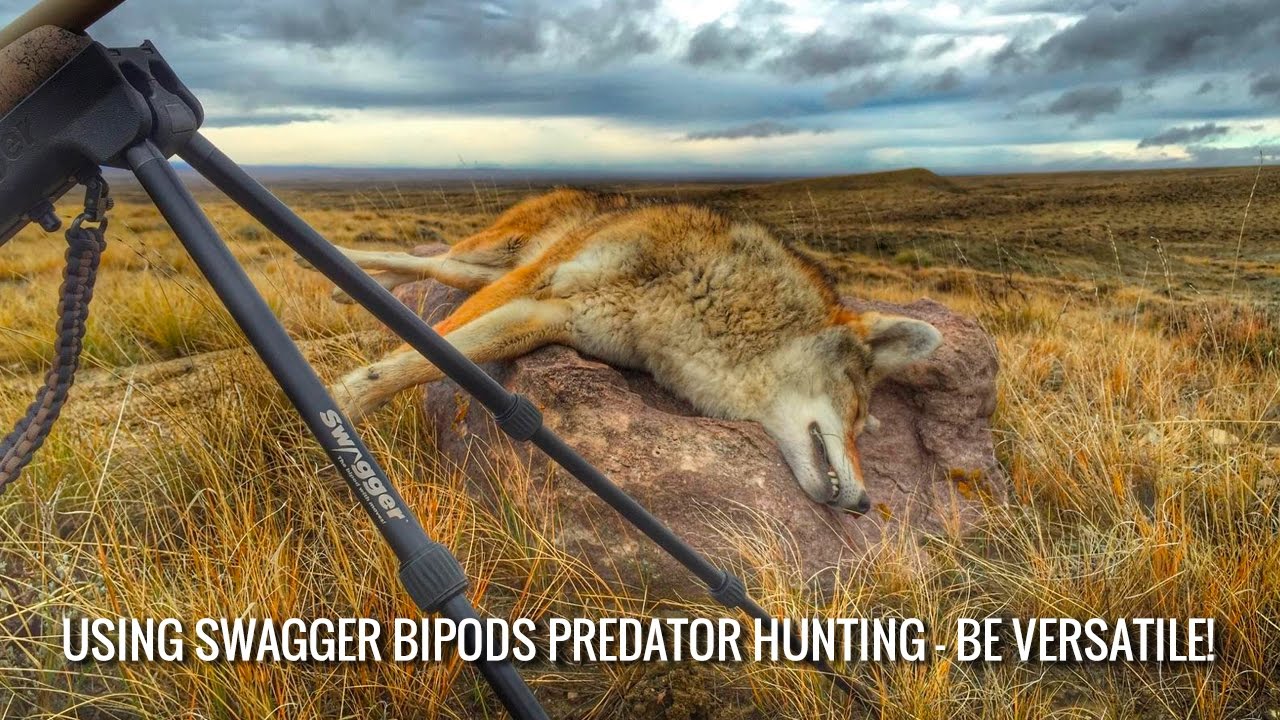 Using Swagger Bipods Predator Hunting – Be Versatile! - YouTube
