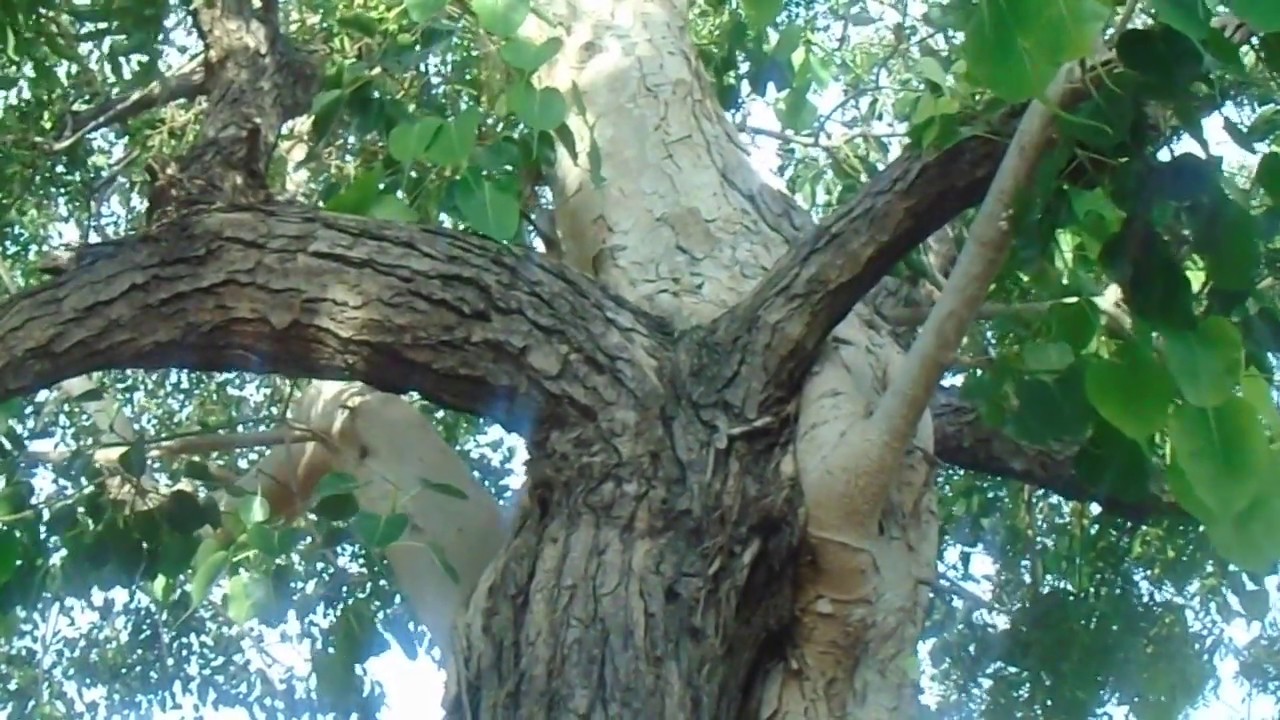 नीम और पीपल Neem Tree and Ravi (Peepal) Tree - YouTube