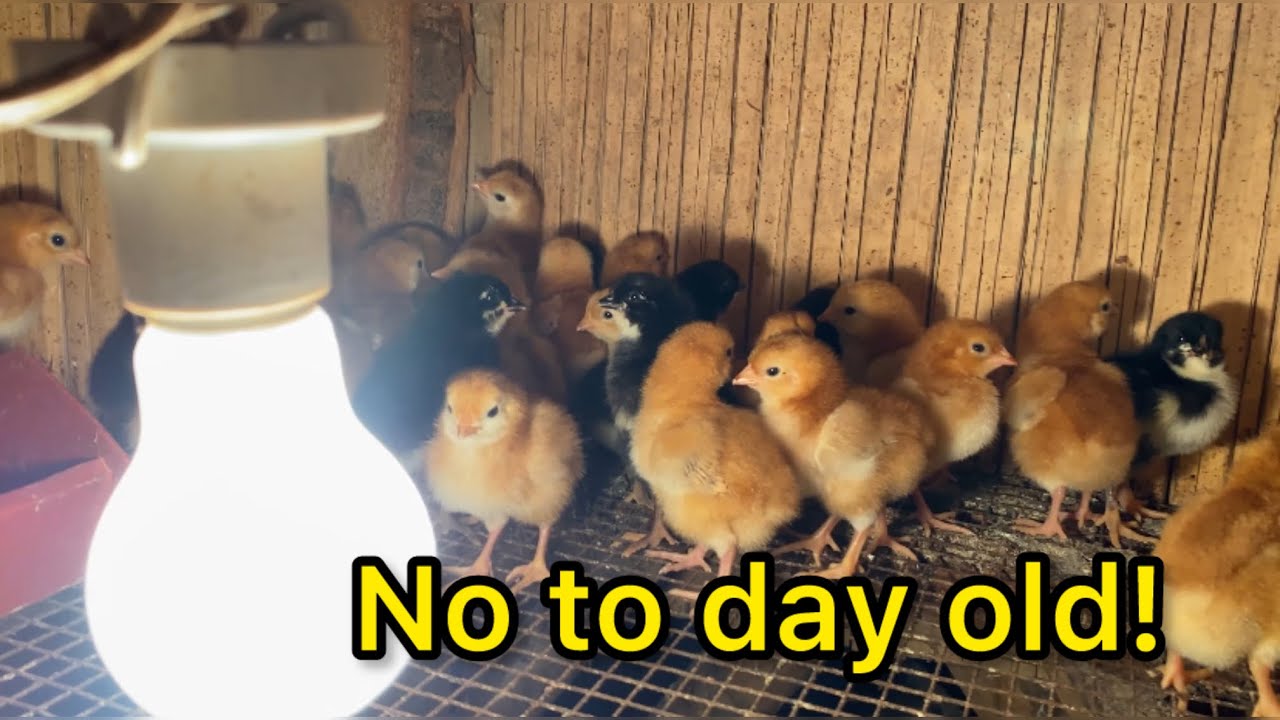 NO TO DAY OLD CHICKS! - YouTube
