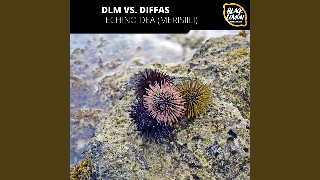 Echinoidea (Merisiili) - YouTube