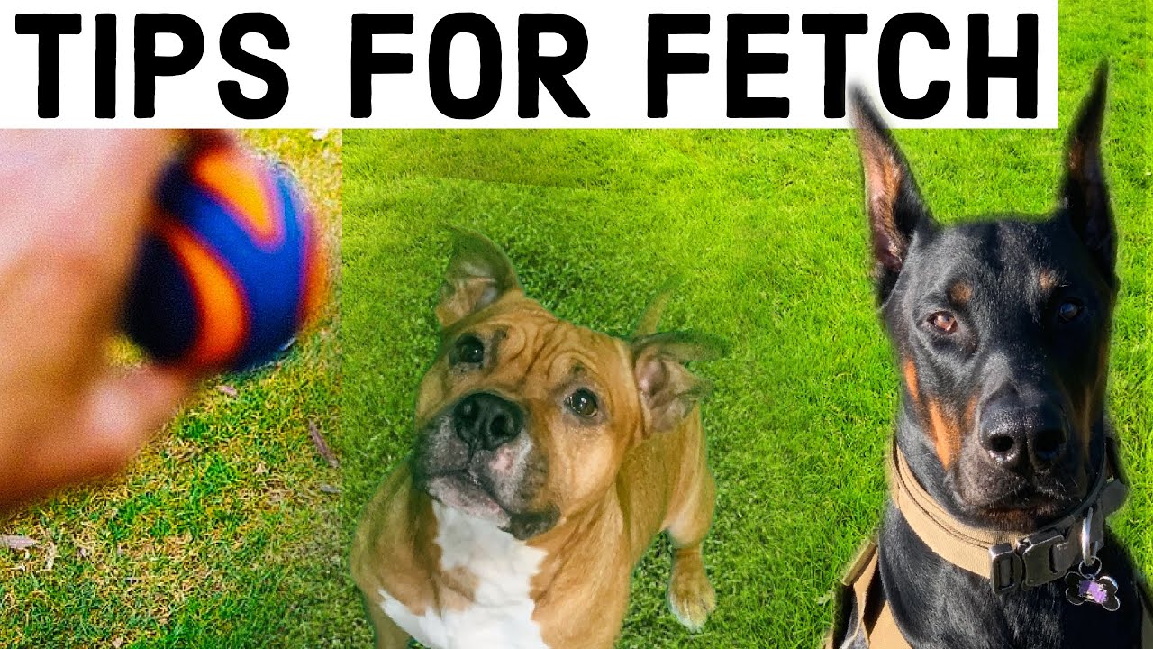Teach Your Dog To FETCH - Can Dobermans Learn Fetch? - YouTube