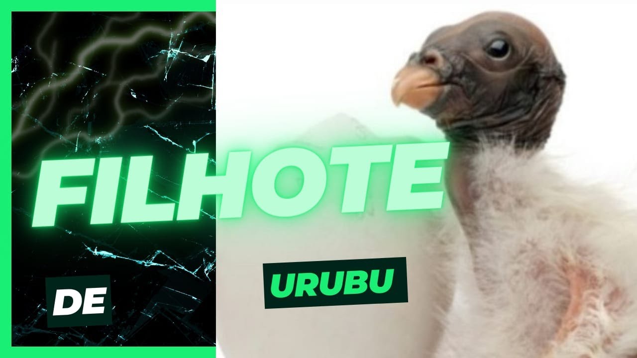 URUBU E FILHOTE - YouTube