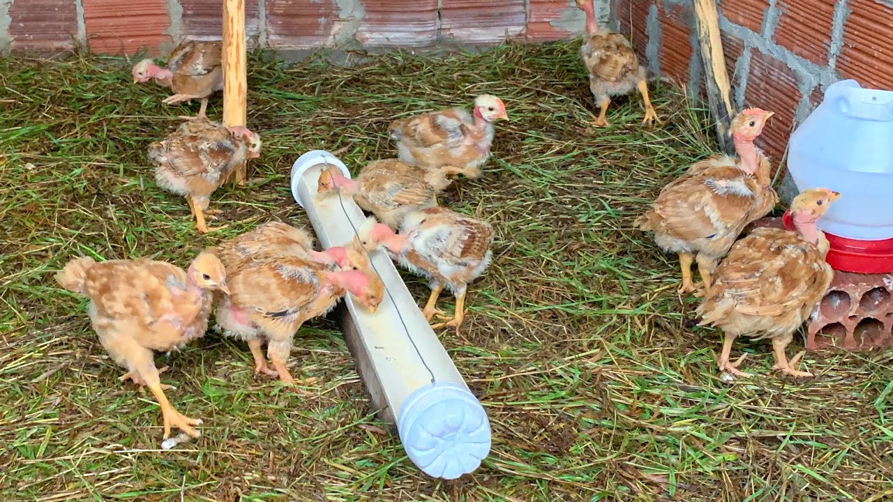 Desenvolvimento dos pintinhos Label rouge e Rhode Island red - YouTube