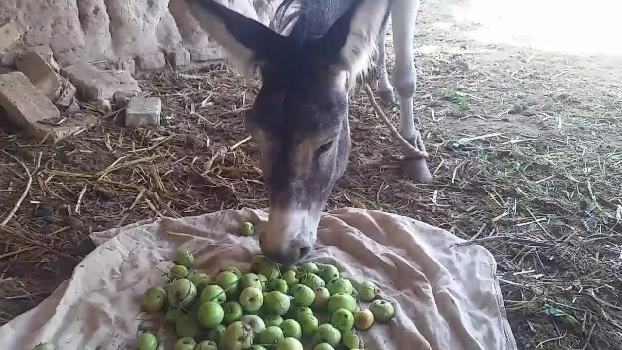 ASMR APPLE EATING MUKBANG DONKEY EATING SOUNDS NO TALKING - YouTube