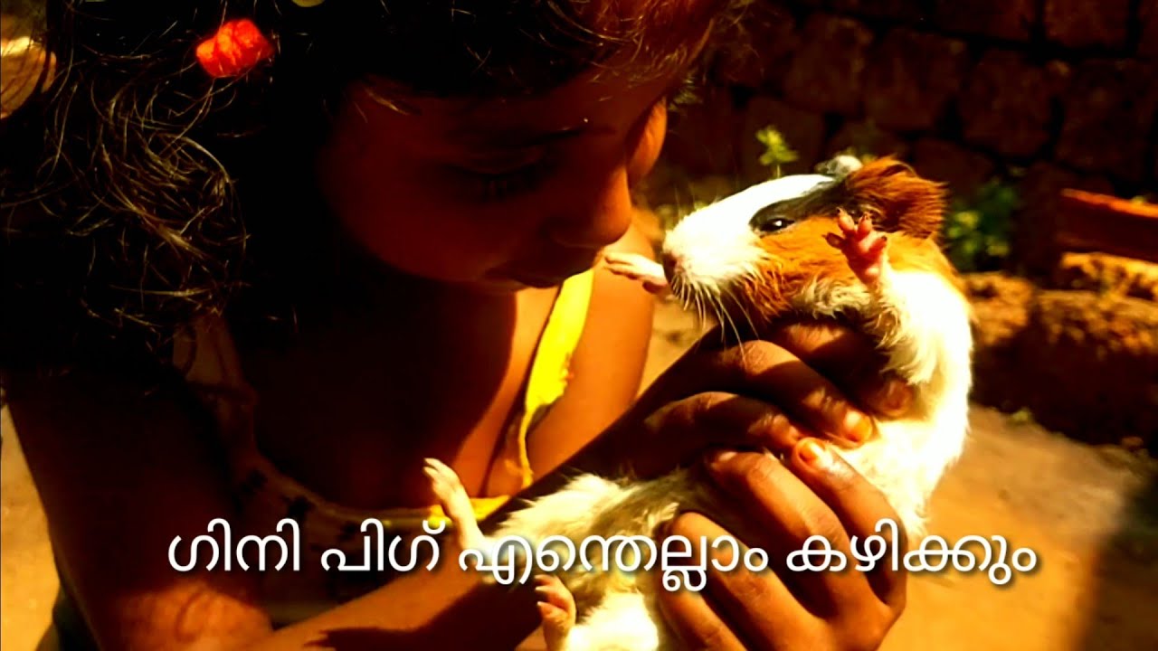 GUINEA PIG FOOD gini panni ginipig food kerala മലയാളം - YouTube
