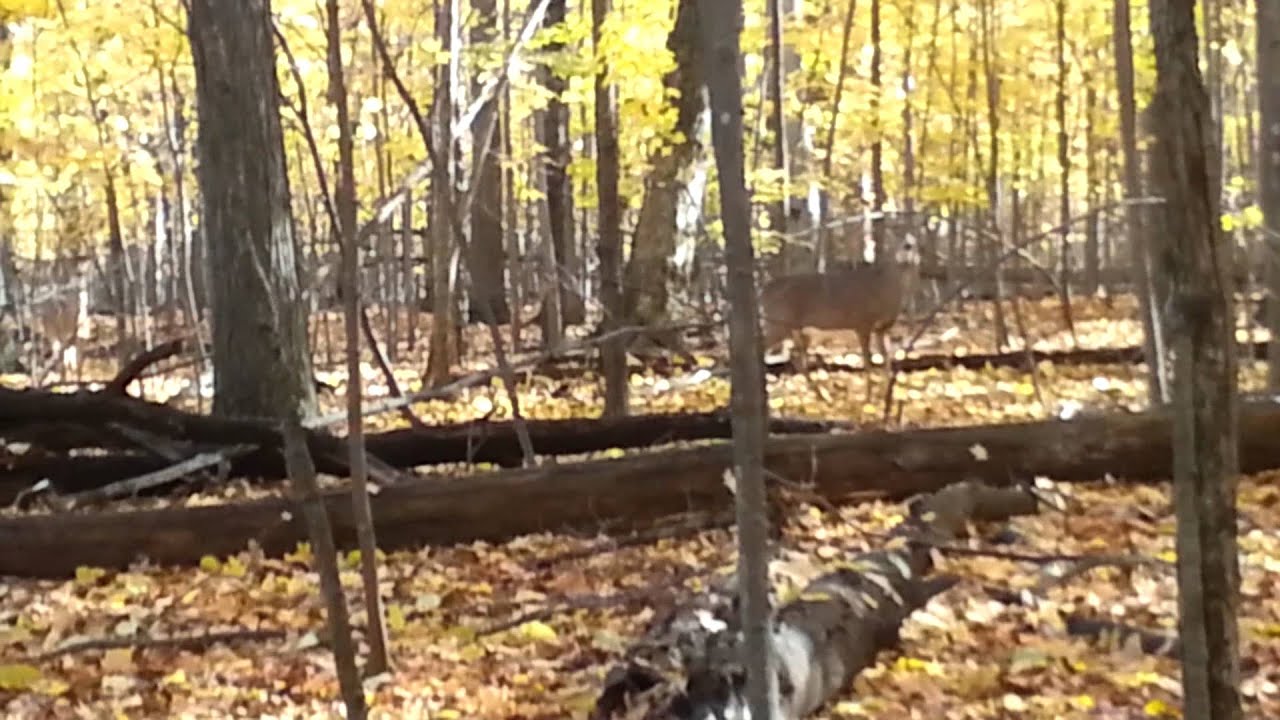 Deer in the autumn woods - YouTube