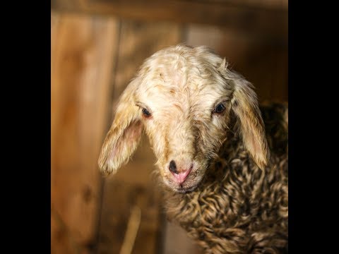 Twin Karakul Ewe Lambs Just Born/ Newborn Lamb Management