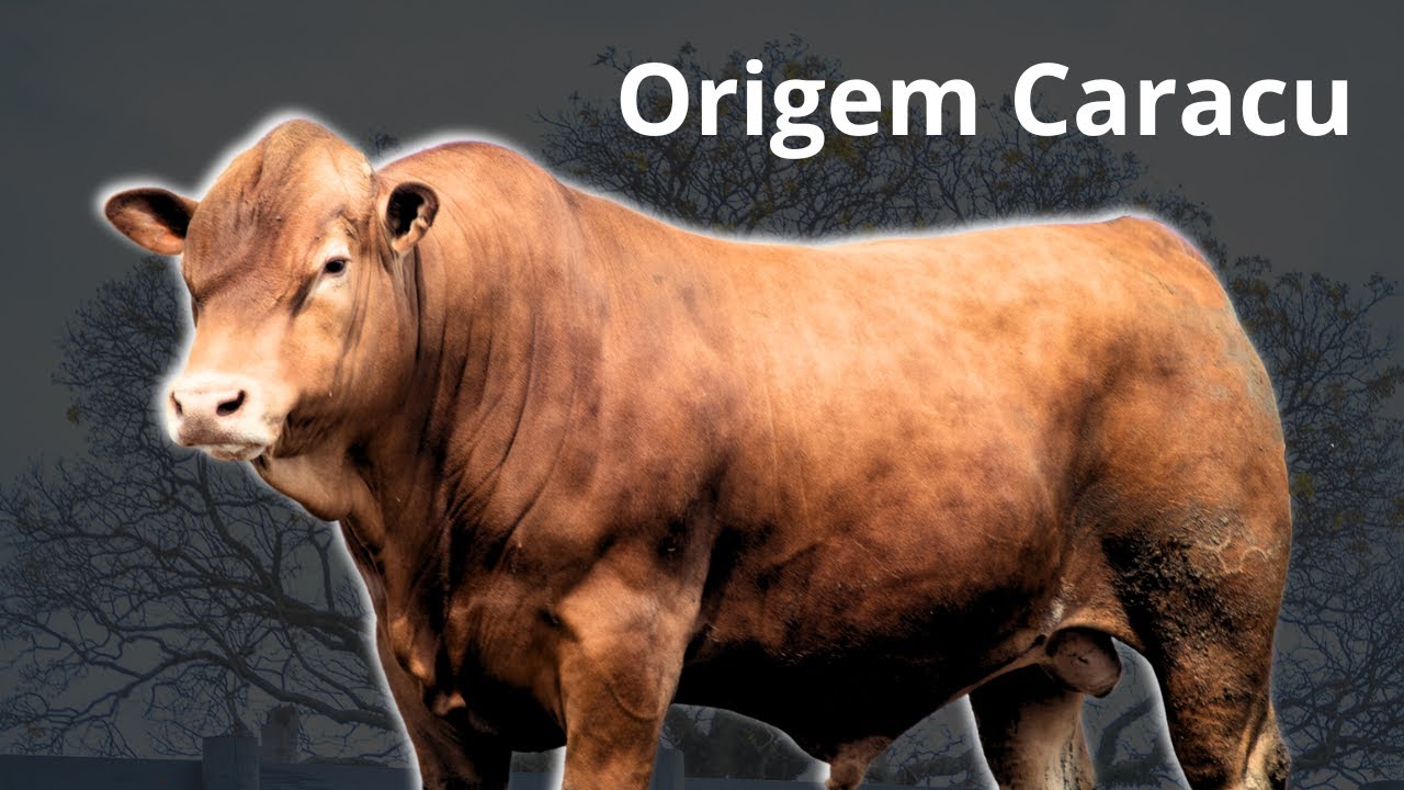 Origem Caracu - Cinco Gerações no Gado Caracu | Evoluê AG - YouTube