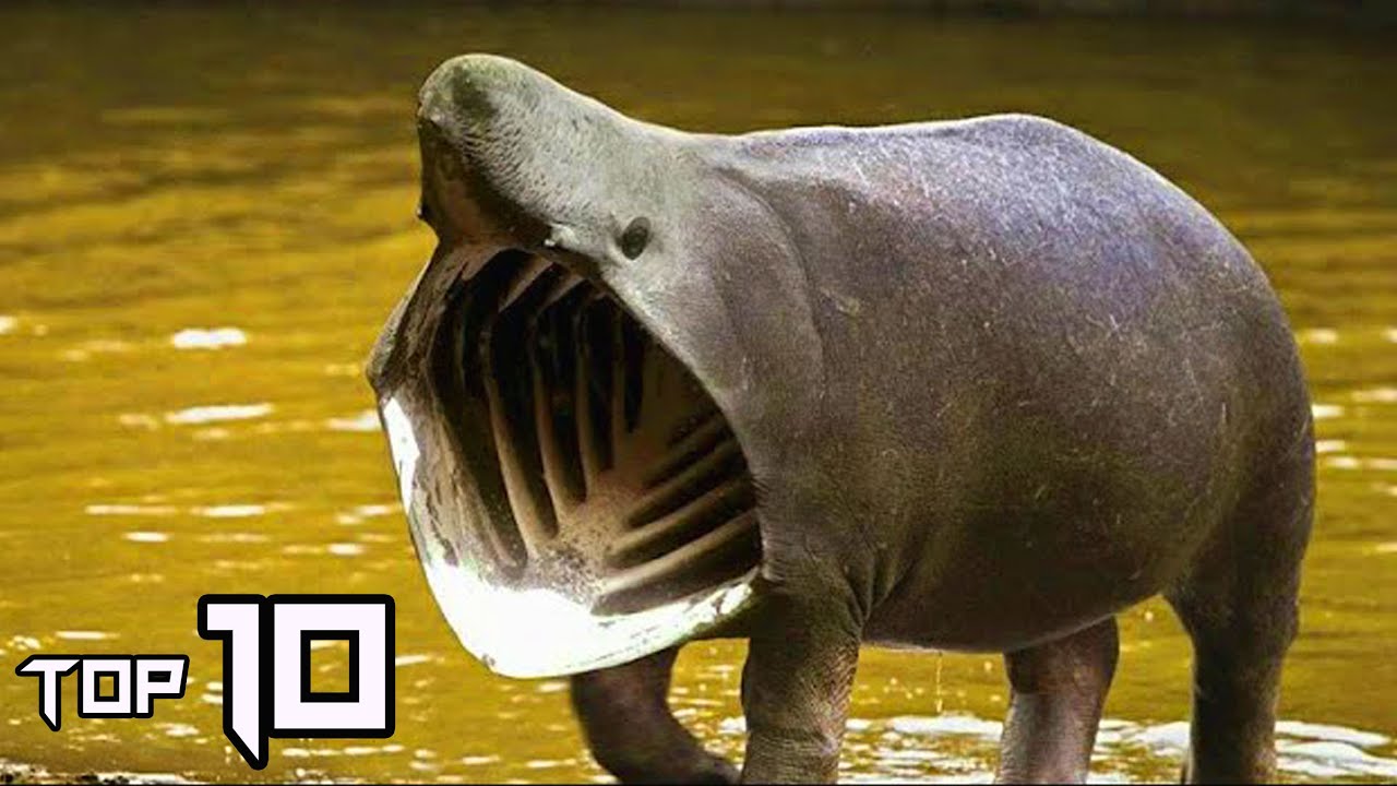 10 Most Dangerous Animals Of Amazon Rainforests | Things around - YouTube