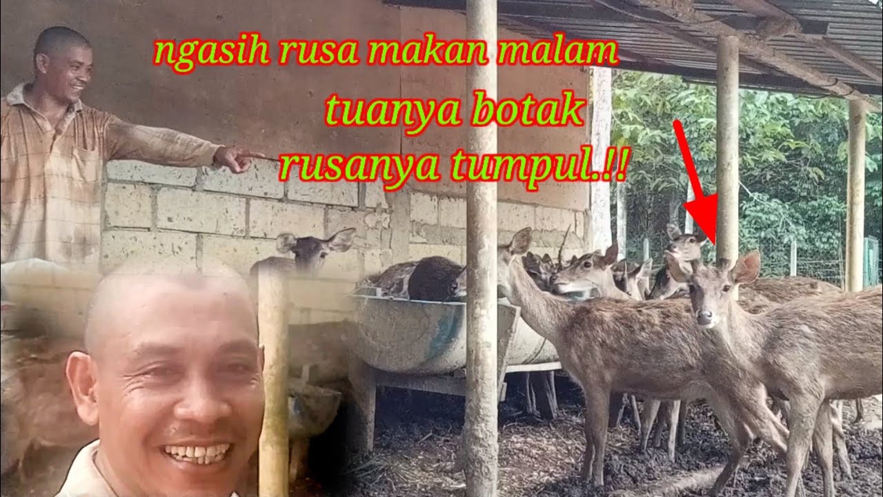ngasih rusa makan malam, tuanya botak rusaya tumpul - YouTube