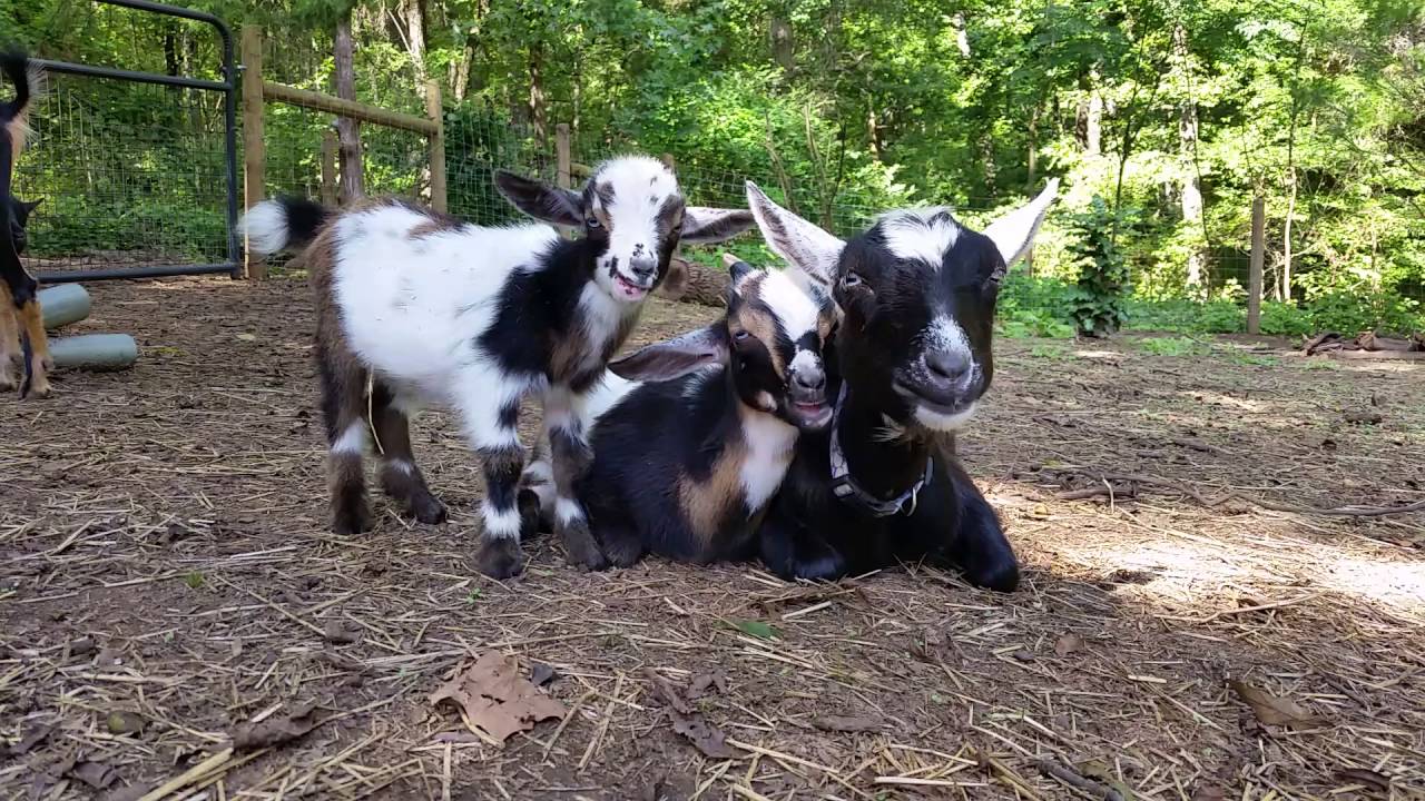 The Half-Wit Homestead: Penelope, Paisley & Tiny Tim - YouTube