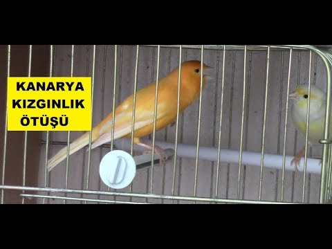 Genç Kanaryaların İlk Kızgınlık Ötüşleri Nasıl Anlaşılır ?