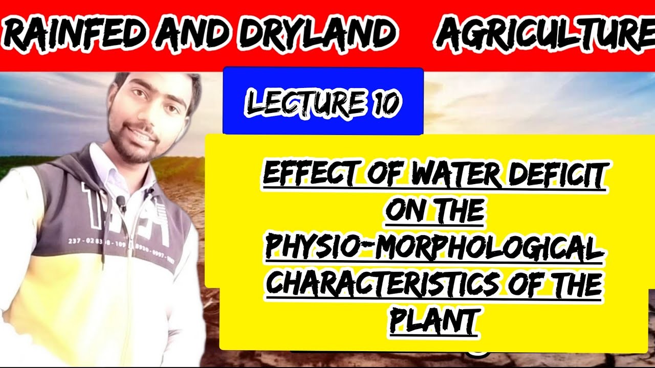 Effect of Water Deficit on the Physio-morphological Characteristics of ...