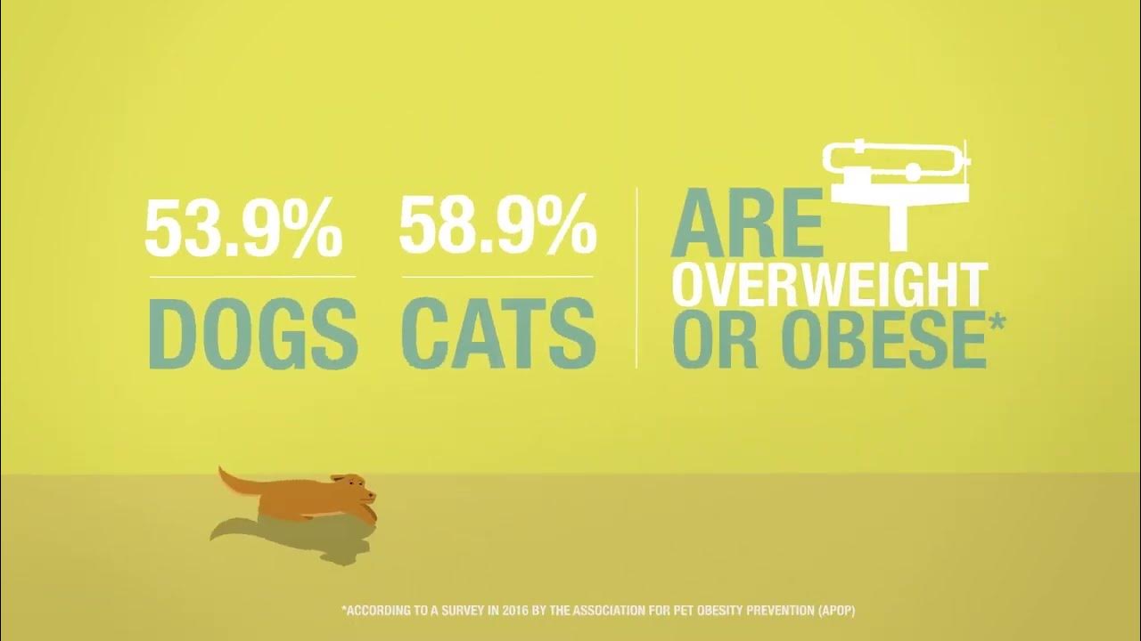 how-to-achieve-a-healthy-weight-in-your-dog-or-cat-youtube