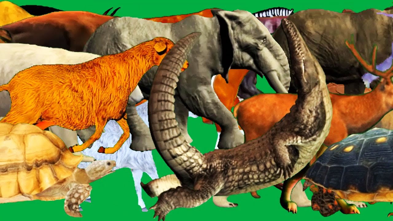 Animals Stampede Running and Walking Green Screen Blue Screen Best HD ...