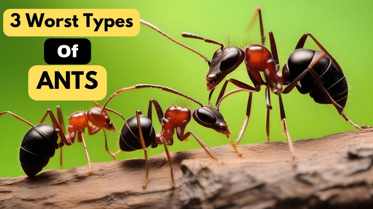 3 Worst Types of Ants - YouTube