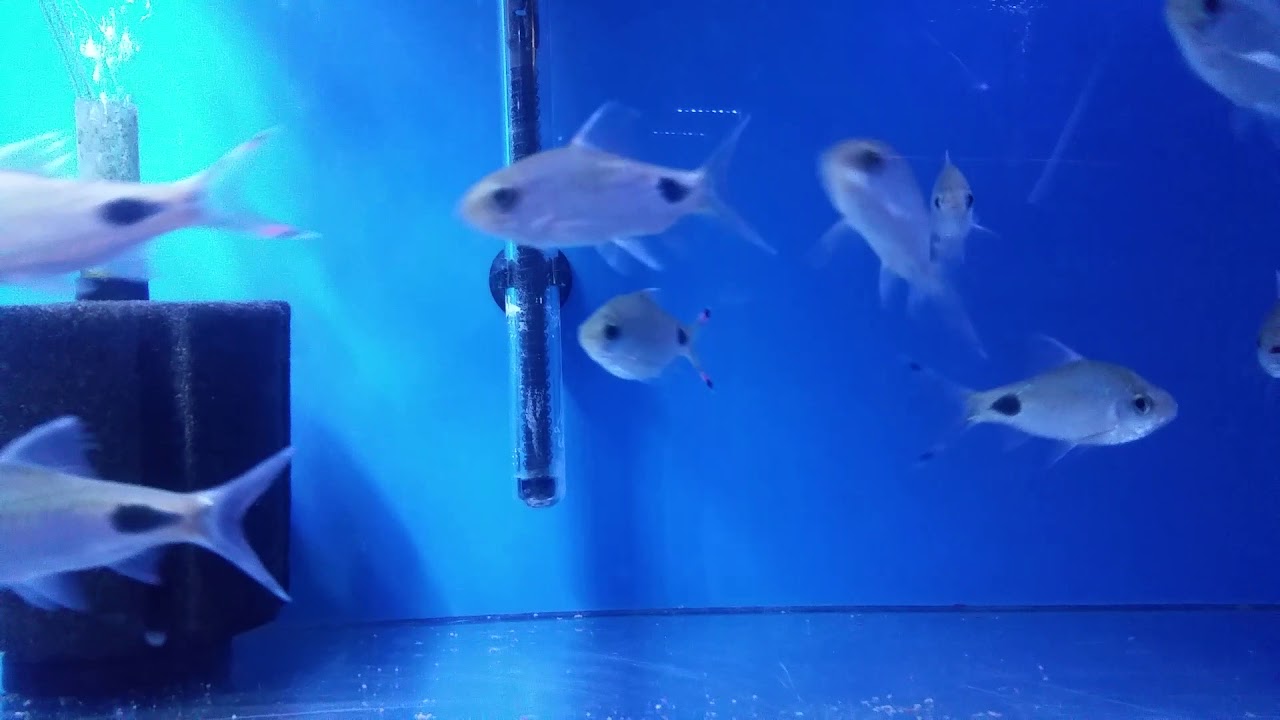 Filament Barbs at 3", males starting to show - YouTube