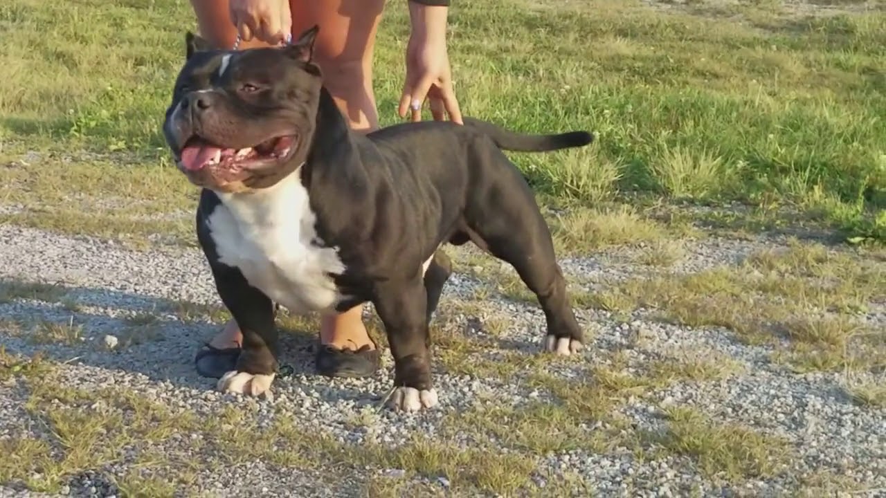 ABKC CHAMPION MUSCLETONE'S APOLO - YouTube