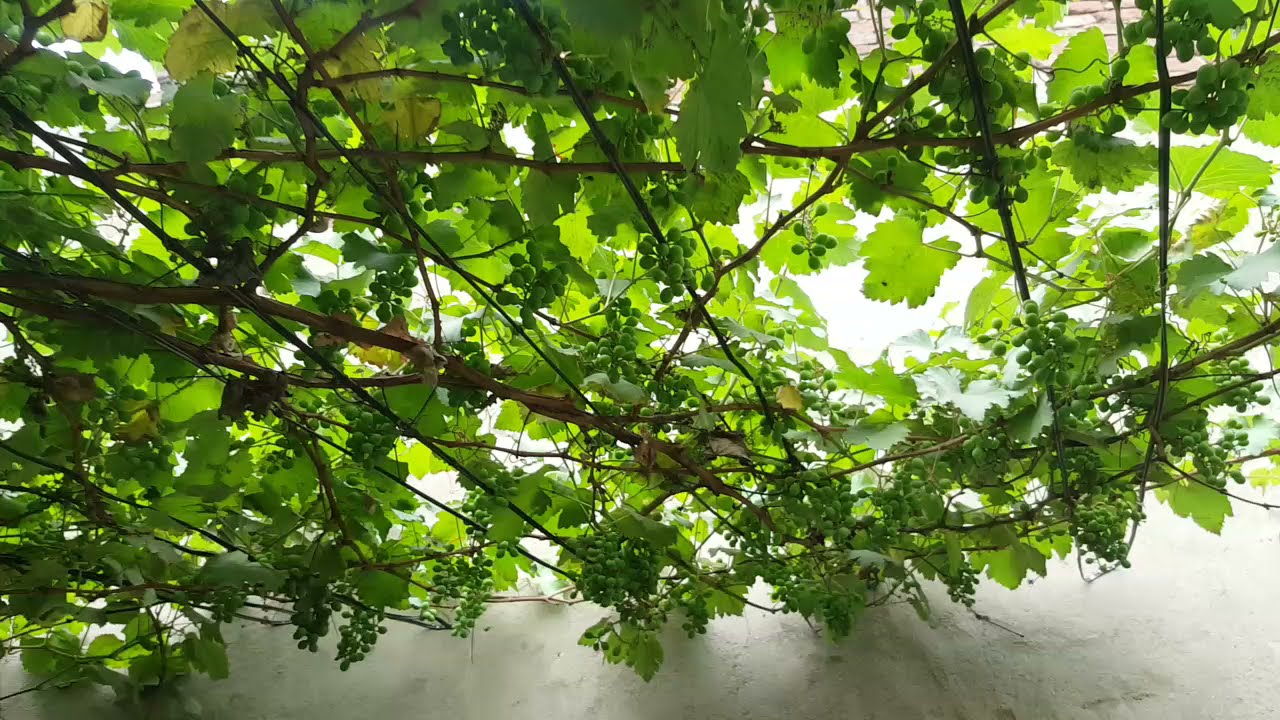 Homegrown 100% Organic Tasty Green Grapes at our Rooftop Garden, Let's ...