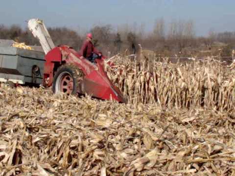 IH 234 2 Row Corn Picker mounted with Farmall 560 Diesel Tractor, video ...