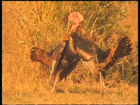 Turkey Fight, Rival Wild Turkeys Locked in Combat - YouTube