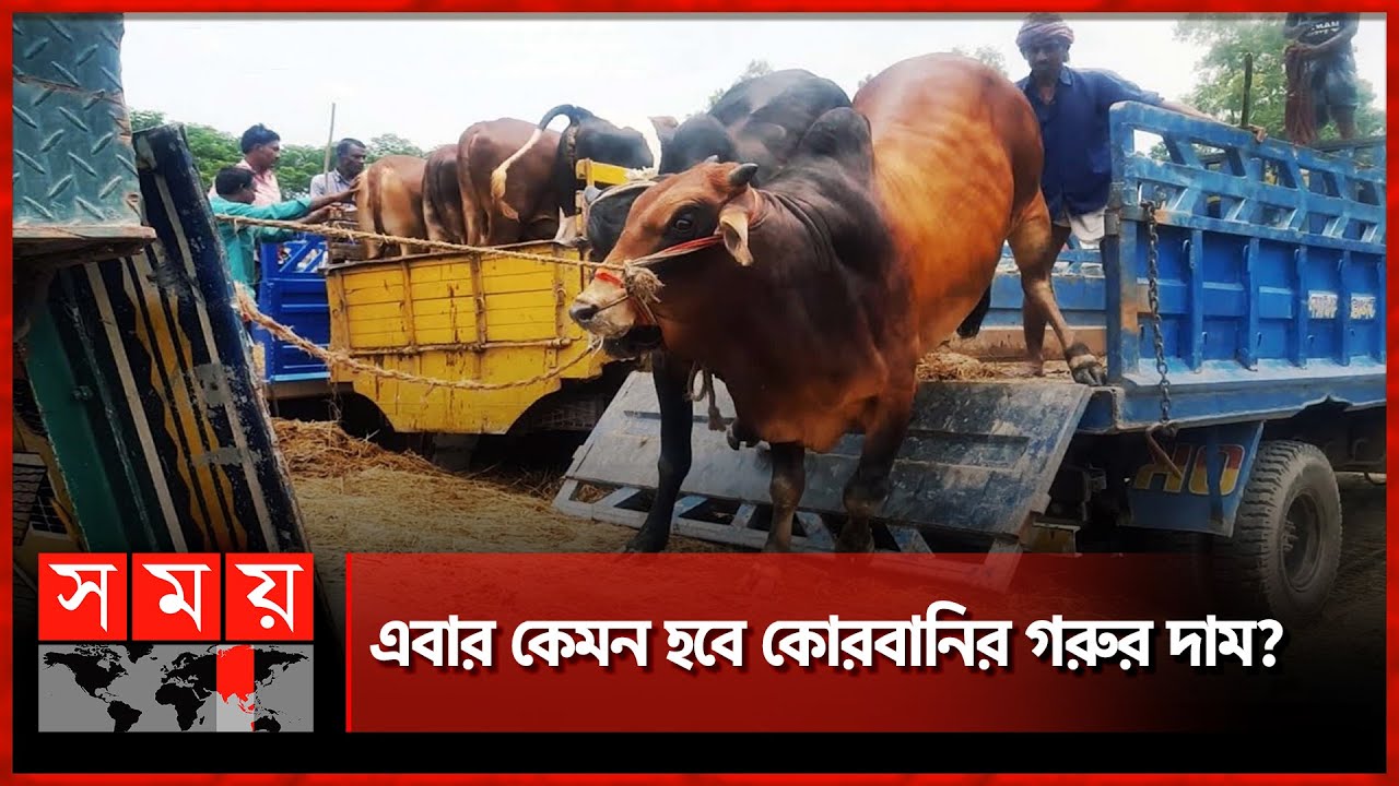 'ক্রেতাশূন্য' রাজধানীর কোরবানির পশুর হাট | Cow Haat | Qurbani Eid ...