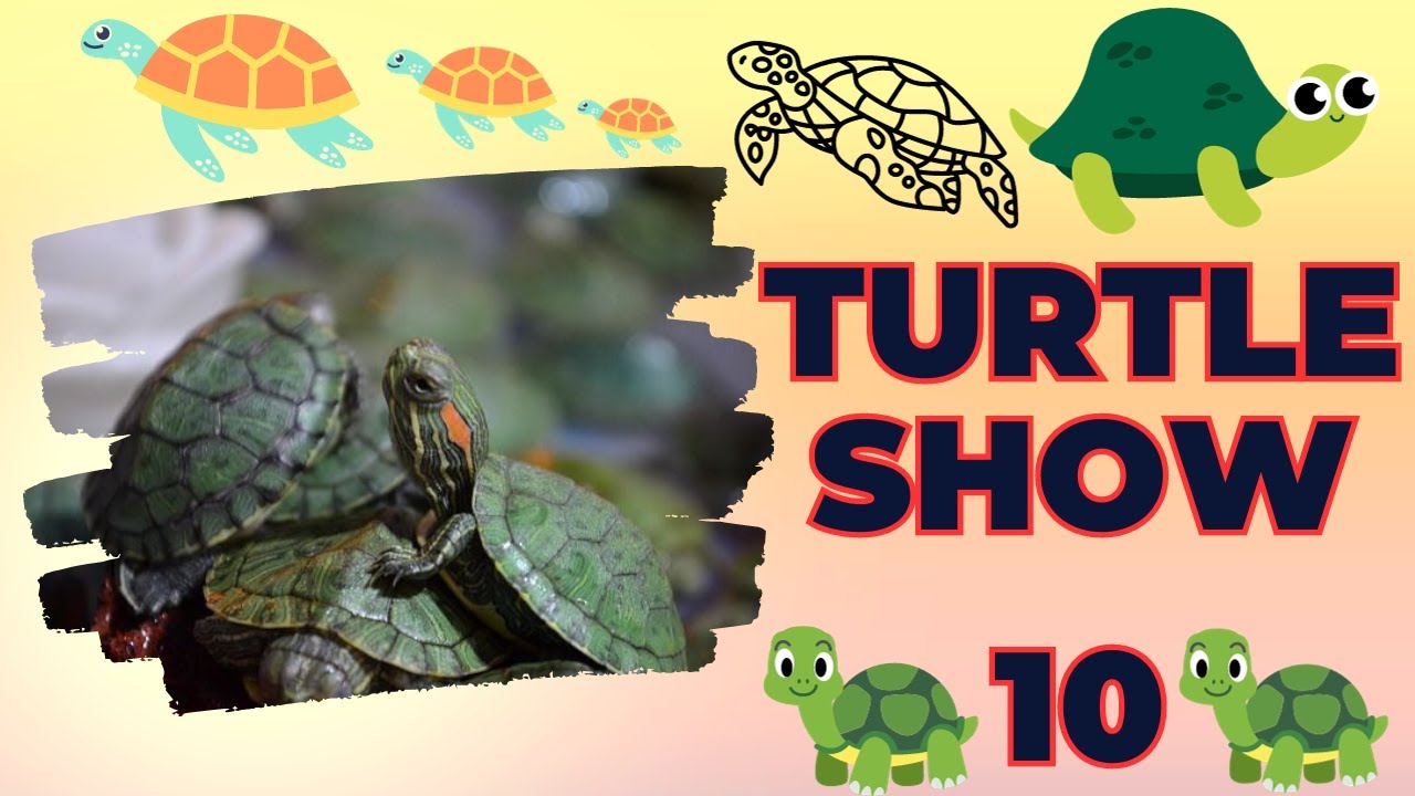 🐢10🐢 Turtle Show : Side-Splitting Turtle Race Highlights! 🐢 - YouTube