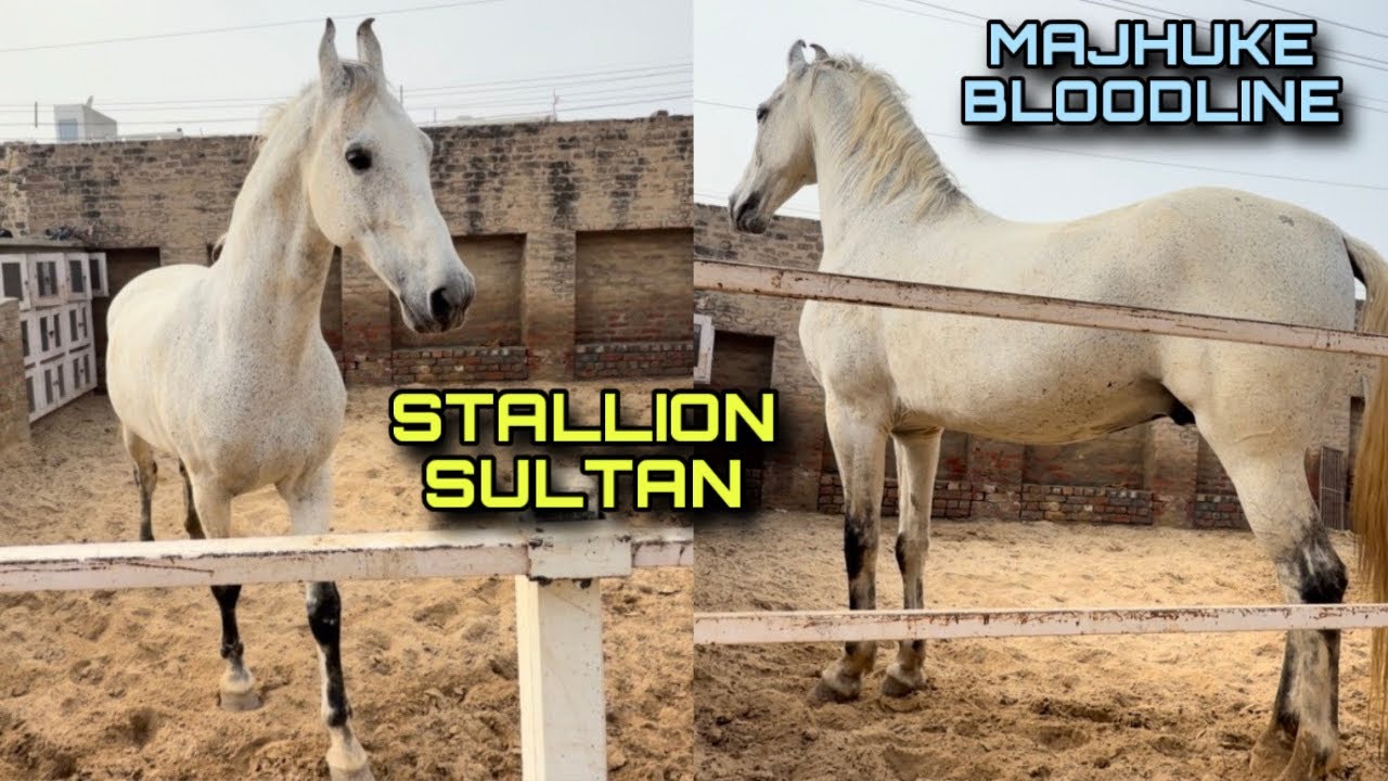 STALLION SULTAN DABWALI in Village Dabwali | Majhuke Bloodline - YouTube