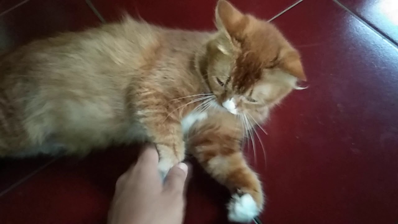 KETIKA KUCING SEDANG MALAS - YouTube