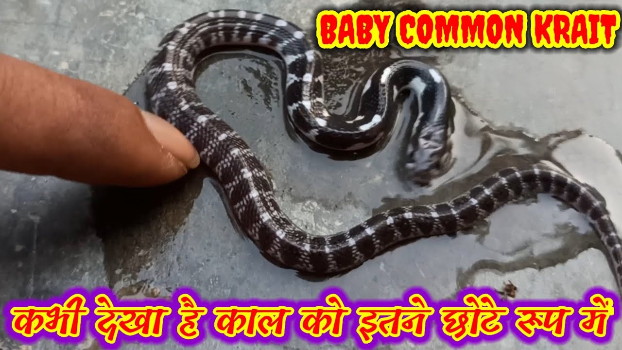 क्या कभी देखा है आपने Baby common krait करैत सांप का बच्चा # ...