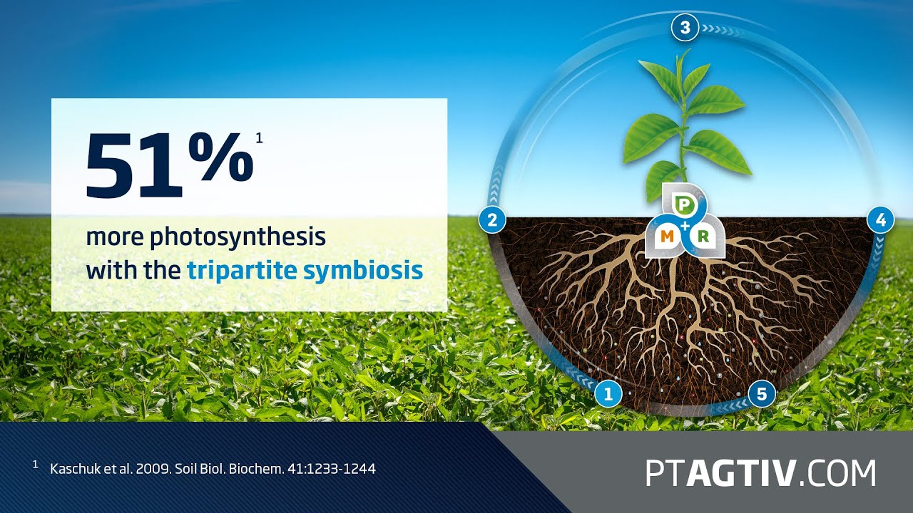How the TRIPARTITE SYMBIOSIS works - YouTube