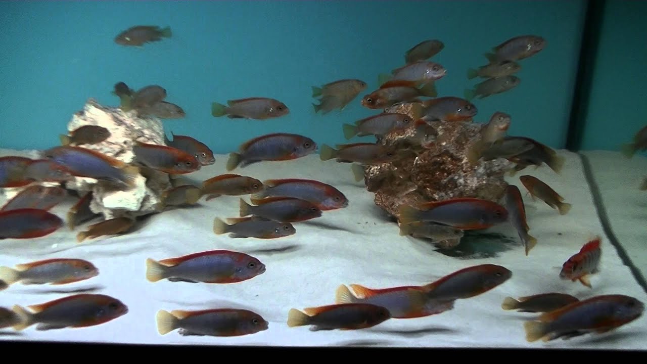 Labidochromis Hongi Sweden - YouTube