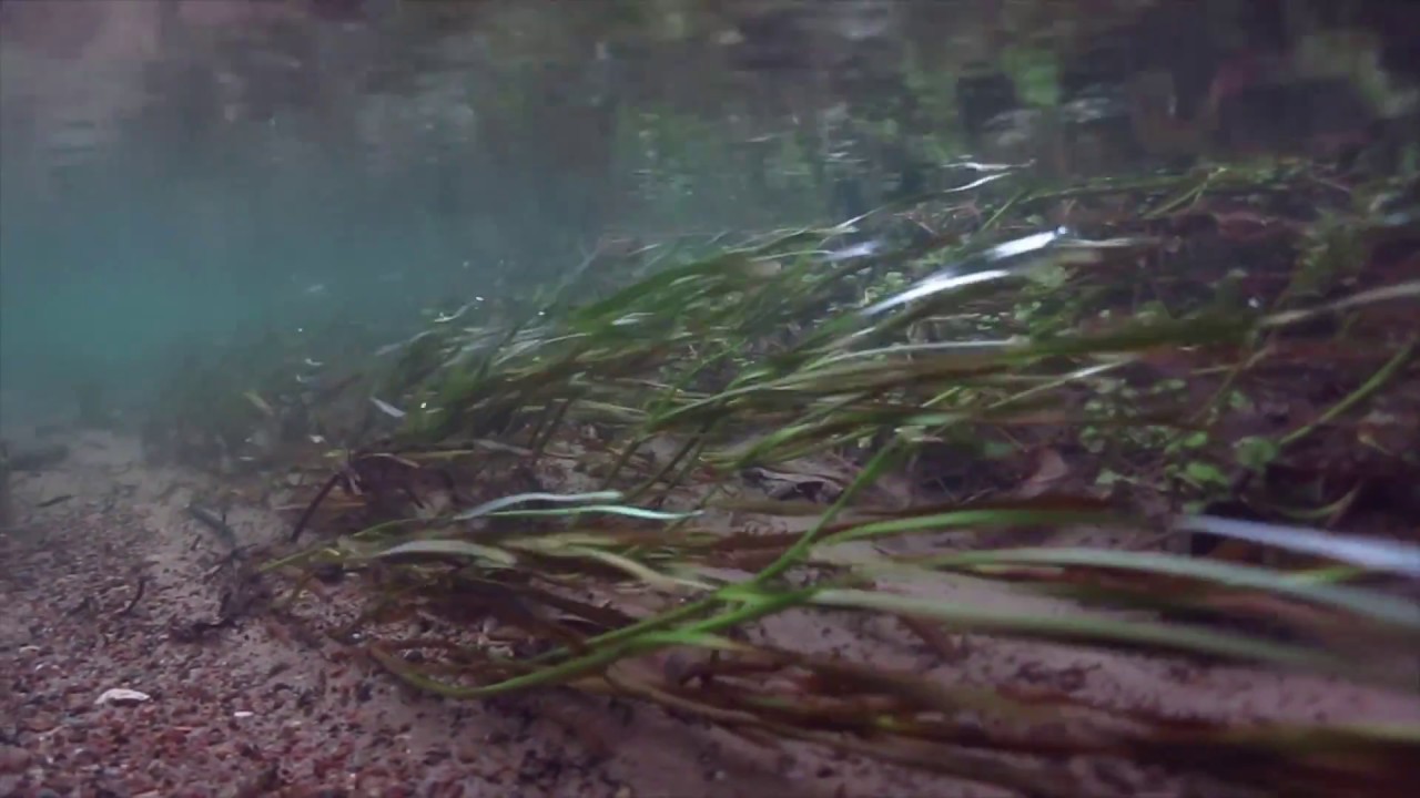 Leaf gas films on floating sweet grass and rice - YouTube