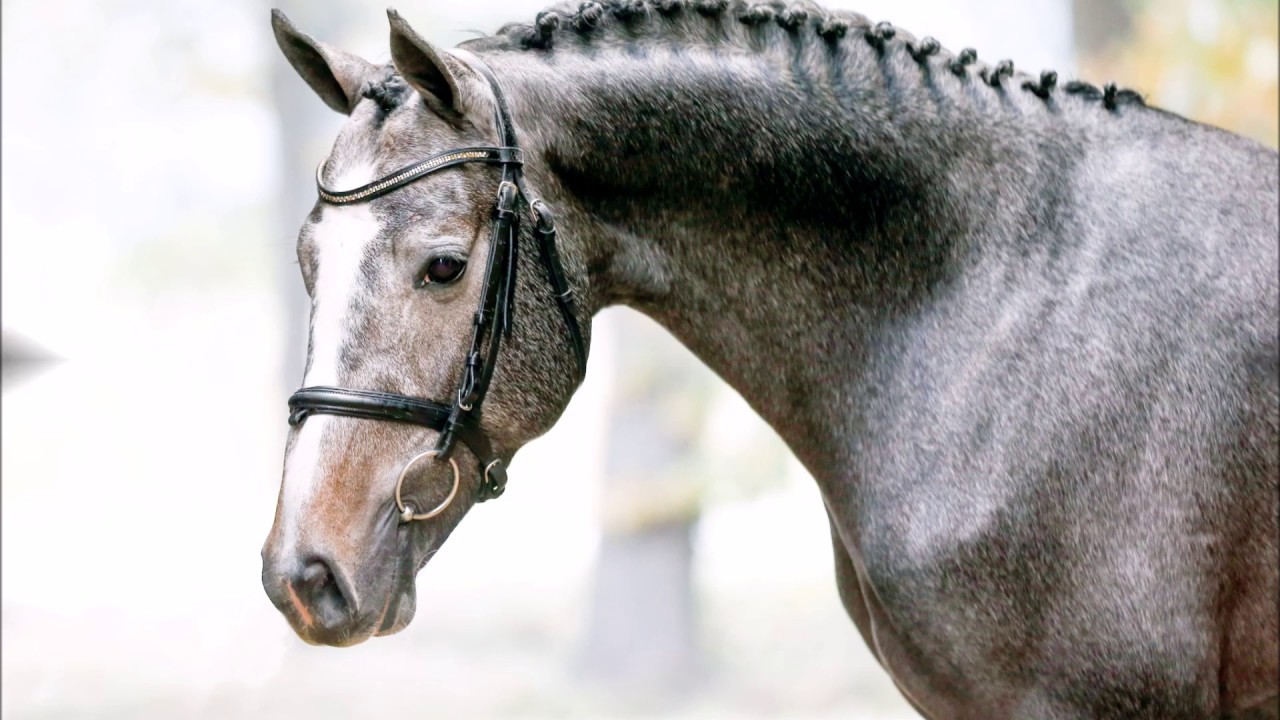 (Sold USA) Stallion, born 2013 by Cassini Gold x Voltaire x Jasper ...