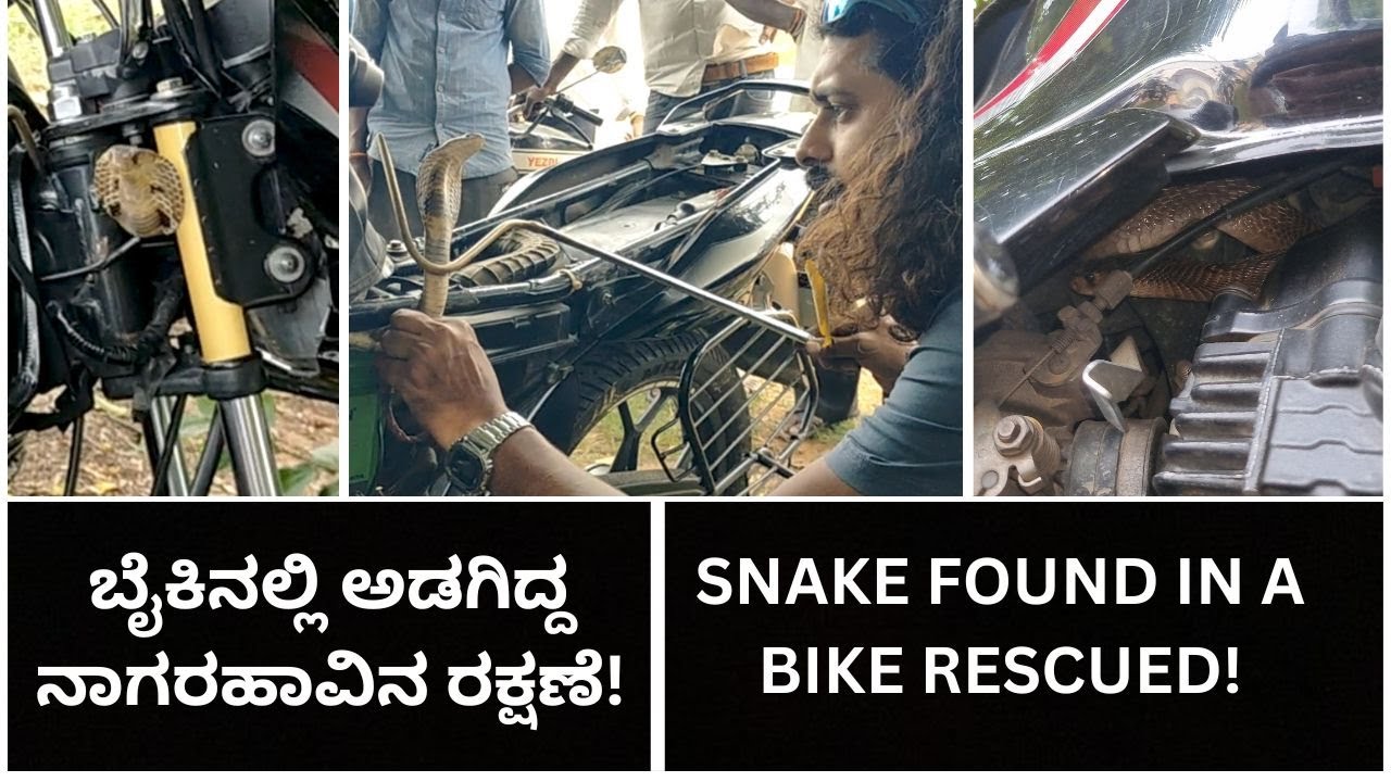 SNAKE RESCUE #138 - YouTube
