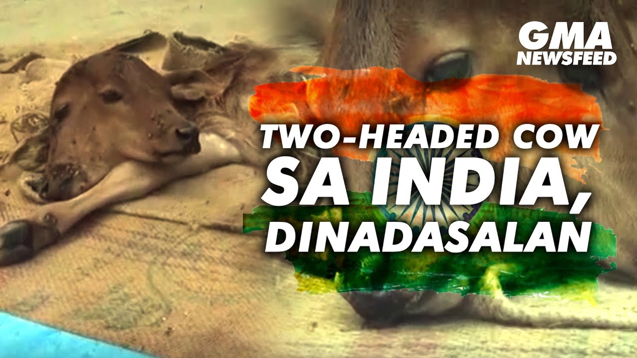 Two-headed cow sa India, dinadasalan | GMA News Feed - YouTube