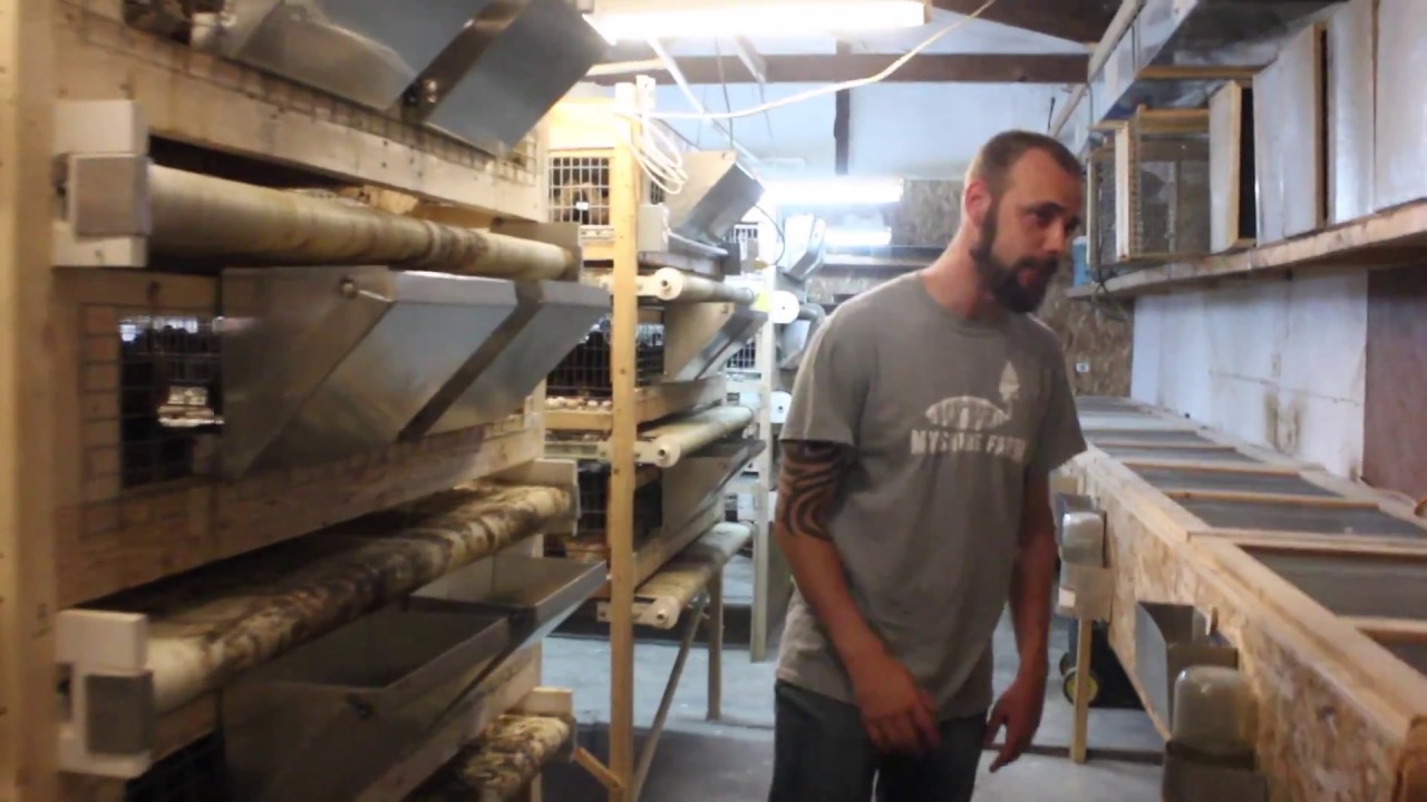 quail barn tour 2018 - YouTube