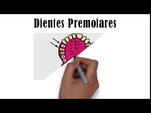 Spanish Medical Interpreter-Spanish Medical Terminology-How to ...
