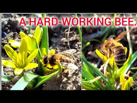 HARD WORKING BEES 🐝 CLOSE UP. Nature Video.@wildnature2408 #nature - YouTube