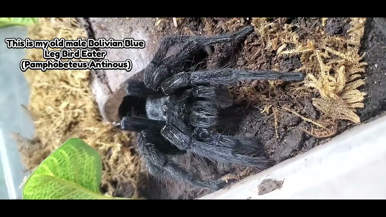Male Bolivian Blue Leg Bird Eater (Pamphobeteus Antinous) #tarantula # ...
