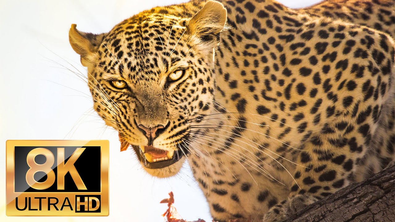 8K Animals Wildlife - 8K Planet - YouTube
