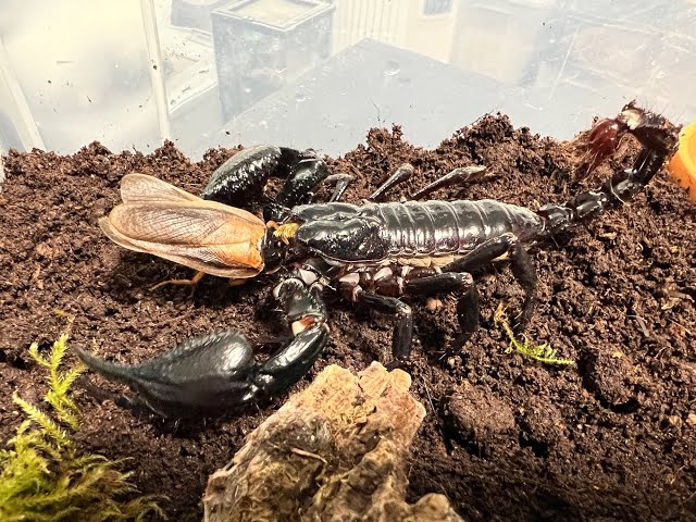 Heterometrus Spinifer