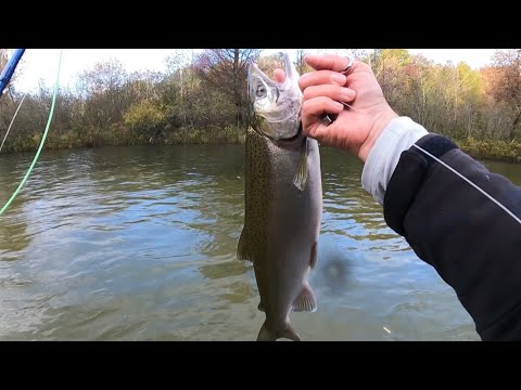Michigan Coho Salmon on the fly #salmon #coho #fallfishing # ...