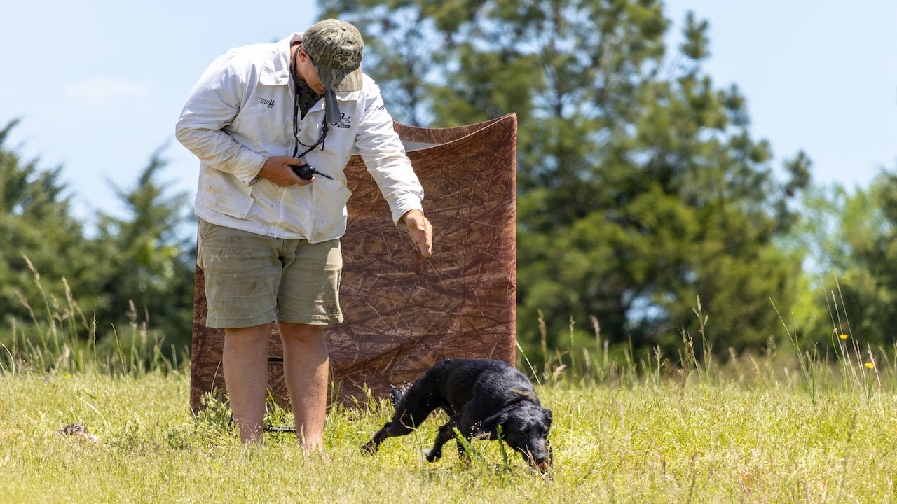 Training With Extreme Retrievers (Retriever Training) - YouTube