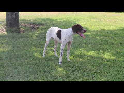 Braque Francais Puppy