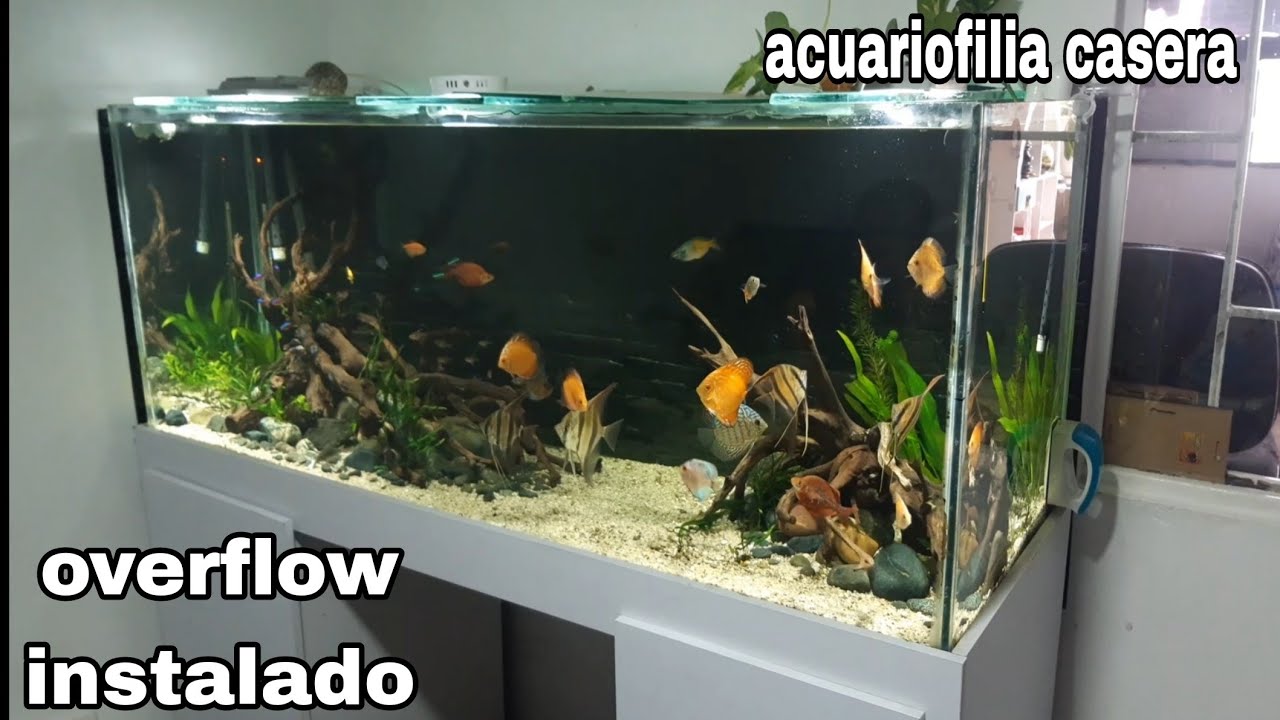 instale overflow en acuario de 450 litros 😁😁 - YouTube