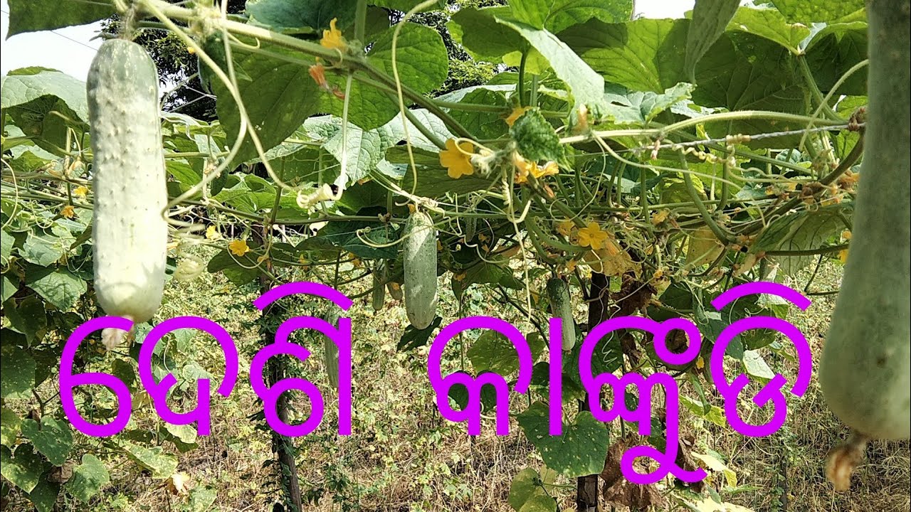 Desi kukumbar variti 🥒🥒🥒🥒🥒 - YouTube